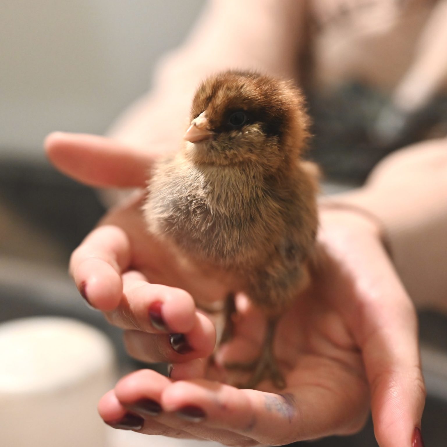 Chickens with missions | The Circle School